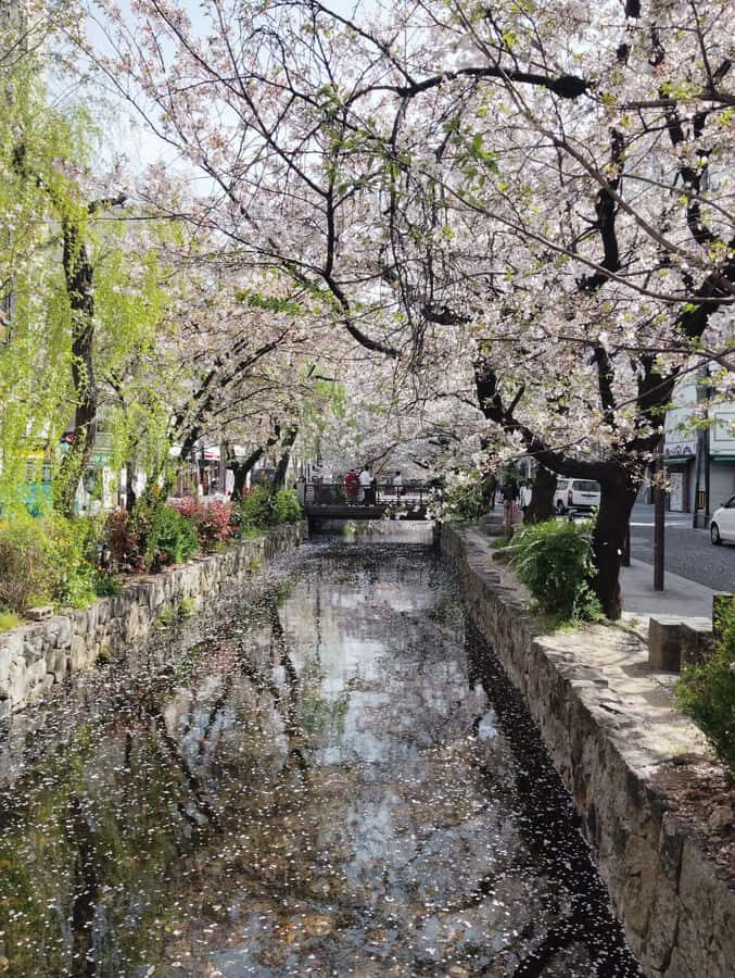 Kyoto and Nara: private tour with English speaking Guide - Why This Tour Offers Great Value