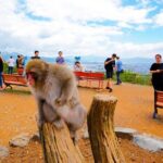 Kyoto: Arashiyama Walking Tour  UNESCO World Heritage - Authentic Insights from Travelers