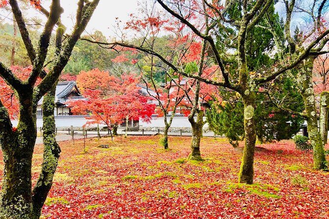 Kyoto Autumn Foliage Private Car Tour Temples and Gardens - Transportation & Practical Details