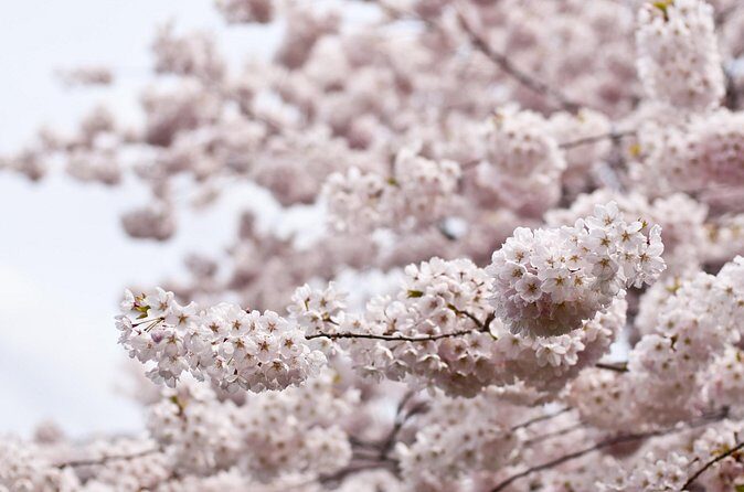 Kyoto City Cherry Blossom Private Sightseeing Tour - The Sum Up
