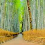 Kyoto Customizable Private Guided Tour with English Guide - Who Will Love This Tour?