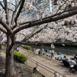 Kyoto: Enjoy "Hanami" Cherry Blossom Experience with Snacks - The Itinerary: What to Expect