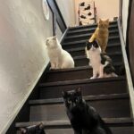 Kyoto: Ethical Cat Sanctuary & Traditional Tea Ceremony - Practical Tips for Visitors