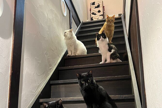 Kyoto: Ethical Cat Sanctuary & Traditional Tea Ceremony - Practical Tips for Visitors