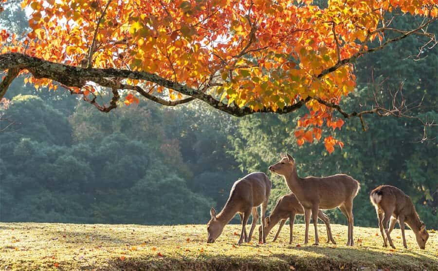 Kyoto, Gion & Nara: Culture & Heritage Full-Day Tour - The Transport and Logistics