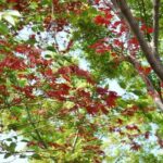 Kyoto Guided Tour of Bamboo Forest, Temple and more - What’s Included and Practical Details