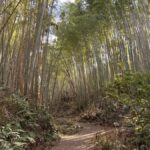 Kyoto: Hidden Spirit Realm Guided Tour - Exploring Oiwa Shrine and Mount Oiwa