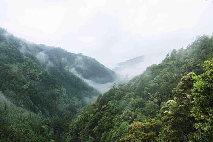 Kyoto: Jingoji and Kozanji Temple Private Day Trip - Who Will Enjoy This Tour?