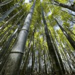 Kyoto: Kinkaku-ji, Zen Garden, and Adashino Day Tour - A Closer Look at the Tour’s Itinerary