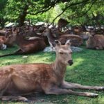 Kyoto & Nara: Private Family Tour with Hotel Pickup - Practical Details & Why It Matters