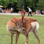 Kyoto & Nara: Private Guided Tour on Green Licensed Alphard - From Nara to Kyoto’s Iconic Temples