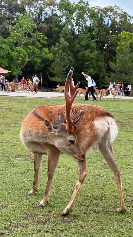Kyoto & Nara: Private Guided Tour on Green Licensed Alphard - From Nara to Kyoto’s Iconic Temples