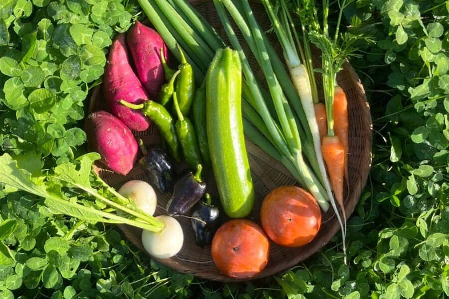 Kyoto: Organic Farm Experience with Vegetable Souvenir - Comparing to Other Experiences