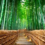 Kyoto, Osaka and Nara Customized Private Car tour - The Value of a Private Guided Experience