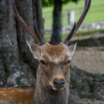 Kyoto/Osaka: Kyoto&Nara Private Customized Guided Tour - What Travelers Say