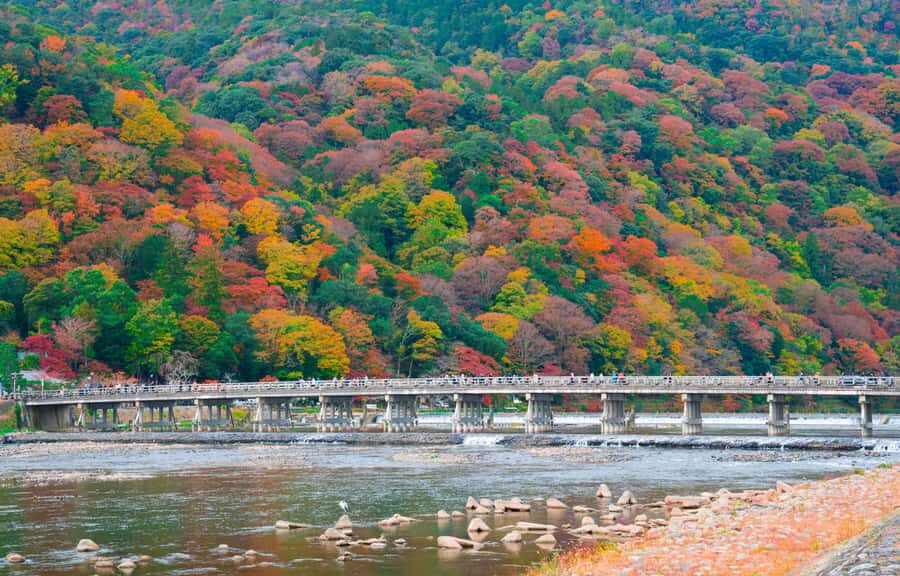 Kyoto/Osaka: Nijo Castle, Arashiyama, Kinkakuji Day Tour - Practical Details and Value