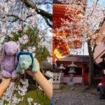 Kyoto: Private Cherry Blossom Photoshoot - Final Thoughts: Who Should Consider This Experience?