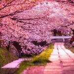 Kyoto: Private Full-Day Sakura Tour by Vehicle with Guide - Why This Tour is a Great Choice