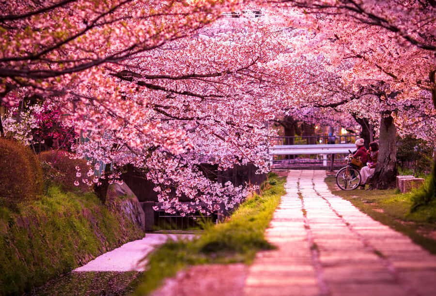 Kyoto: Private Full-Day Sakura Tour by Vehicle with Guide - Why This Tour is a Great Choice