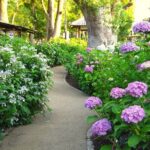 Kyoto Private Hydrangea Tour by Car and Rail - The Sum Up: Who Will Love This Tour?