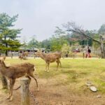 Kyoto: Private Kyoto and Nara Customizable Day Tour - Transport, Timing, and Comfort