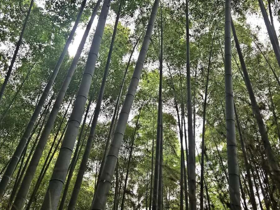 Kyoto:Couples Love Walk Through Time and Beauty Guided Tour - Dressing in Kimono: Stepping into Tradition