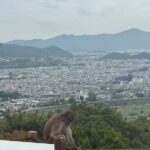 Kyoto&Nara Day Tour | English Guide & Private Vehicle - What It Feels Like: The Experience on the Ground