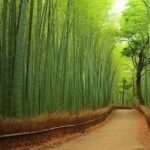 Kyoto:Private Guided Tour on Luxury Vehicle with photography - A Detailed Look at the Itinerary