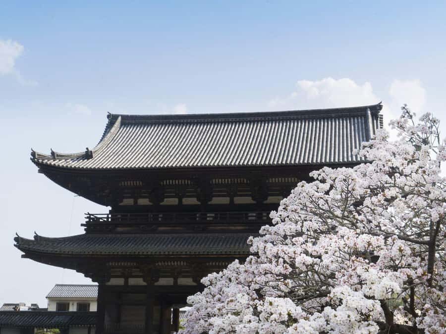 Kyoto's Cherry Blossom Splendor: A 3-Hour Sakura Tour - A Detailed Look at the Tour