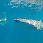 La Paz: Experience Swimming with a Whale Shark - Why This Tour Stands Out