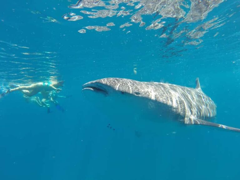 La Paz: Experience Swimming with a Whale Shark - Why This Tour Stands Out