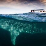 La Paz: Whale Shark and Sea Lions Snorkeling Tour - A Detailed Look at the Tour Experience
