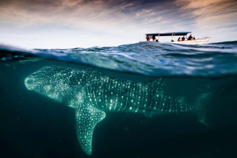 La Paz: Whale Shark and Sea Lions Snorkeling Tour - A Detailed Look at the Tour Experience