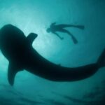 La Paz: Whale Shark Swimming Adventure with Marine Biologist - The Itinerary in Detail