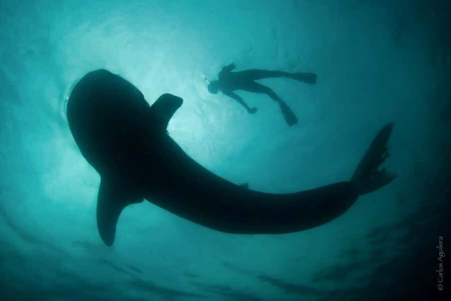 La Paz: Whale Shark Swimming Adventure with Marine Biologist - The Itinerary in Detail