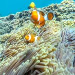 Labuan Amuk Bali: snorkeling tour with traditional boat - What Past Travelers Say