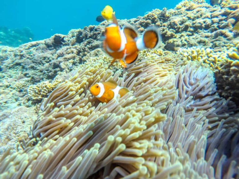 Labuan Amuk Bali: snorkeling tour with traditional boat - What Past Travelers Say