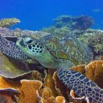 Labuan Bajo  First Dive in Komodo Sea - Why This Tour Is a Great Value