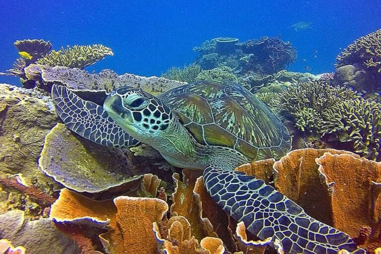 Labuan Bajo  First Dive in Komodo Sea - Why This Tour Is a Great Value