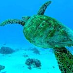 Lagoon Tour - Discover the magnificent lagoon of Moorea - Who is This Tour Best For?