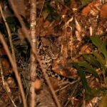 Lahad Datu: Danum Valley 3-Day Jungle Adventure with Guide - Exploring the Forest: Guided Walks and Scenic Views