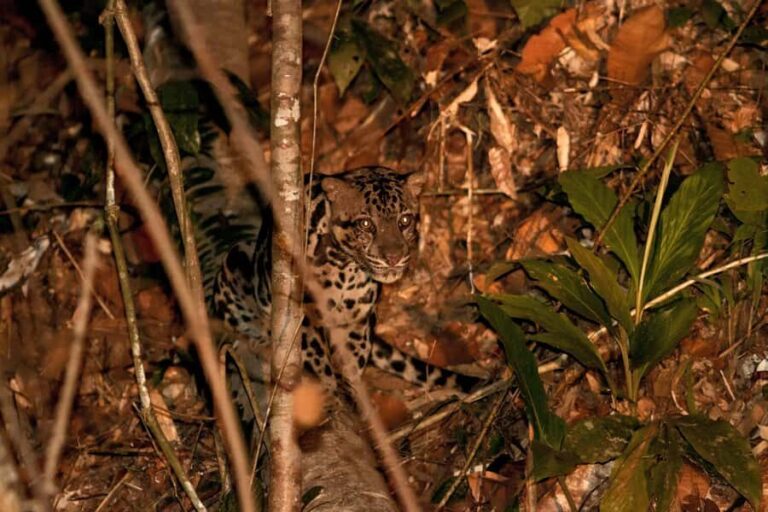 Lahad Datu: Danum Valley 3-Day Jungle Adventure with Guide - Exploring the Forest: Guided Walks and Scenic Views