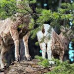 Lake Louise, Banff Gondola, Minnewanka and Banff Town Tour - Transportation and Group Size