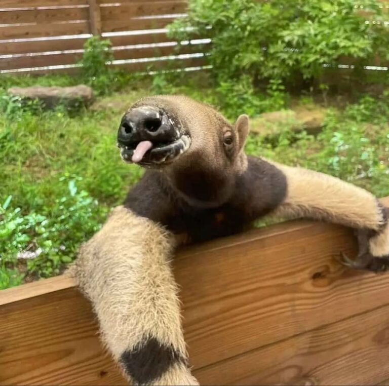 Lamont: Anteater Encounter at North Florida Wildlife Center - Who Should Consider This Experience?