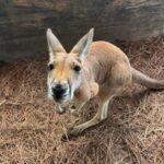Lamont: Kangaroo Encounter at North Florida Wildlife Center - What Is the Experience Like?