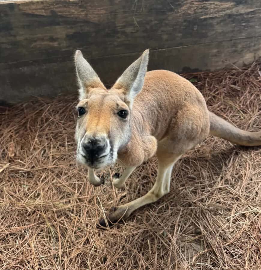 Lamont: Kangaroo Encounter at North Florida Wildlife Center - What Is the Experience Like?