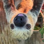 Lamont: Sloth Encounter at North Florida Wildlife Center - What to Expect at North Florida Wildlife Center