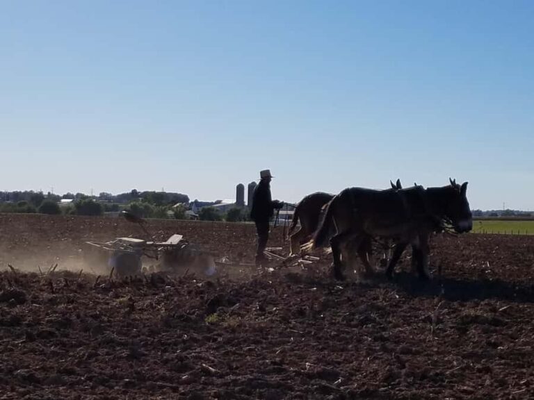 Lancaster: Amish Farmlands Guided Tour - The Sum Up