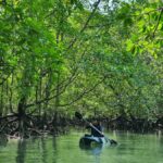 Langkawi: Mangrove Kayak Tour with Wildlife Spotting - What Makes This Tour Special