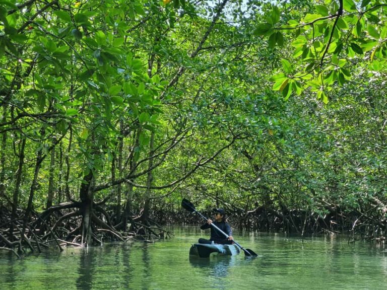 Langkawi: Mangrove Kayak Tour with Wildlife Spotting - What Makes This Tour Special